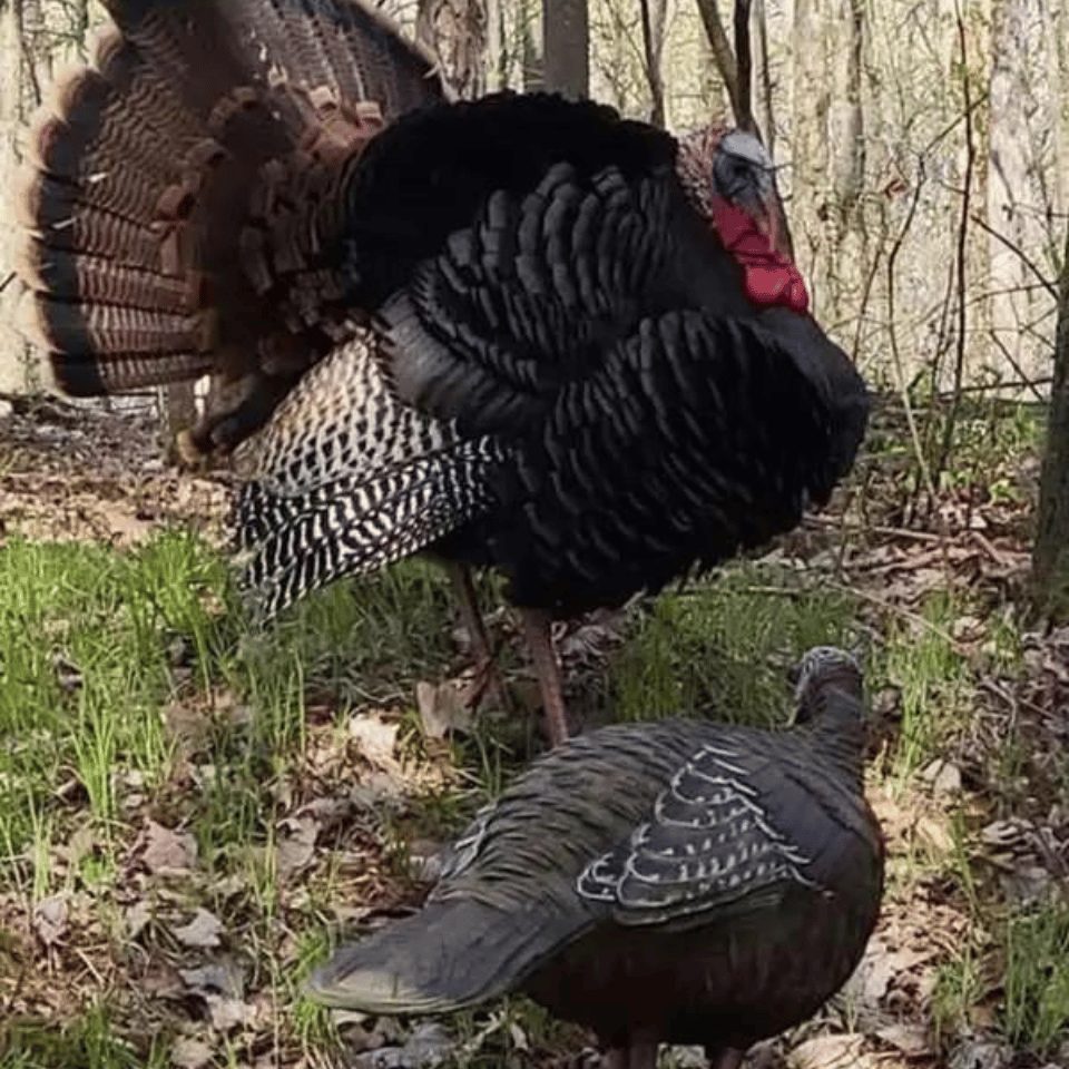 Some Tips and Tactics For Spring Turkey Season Preparation